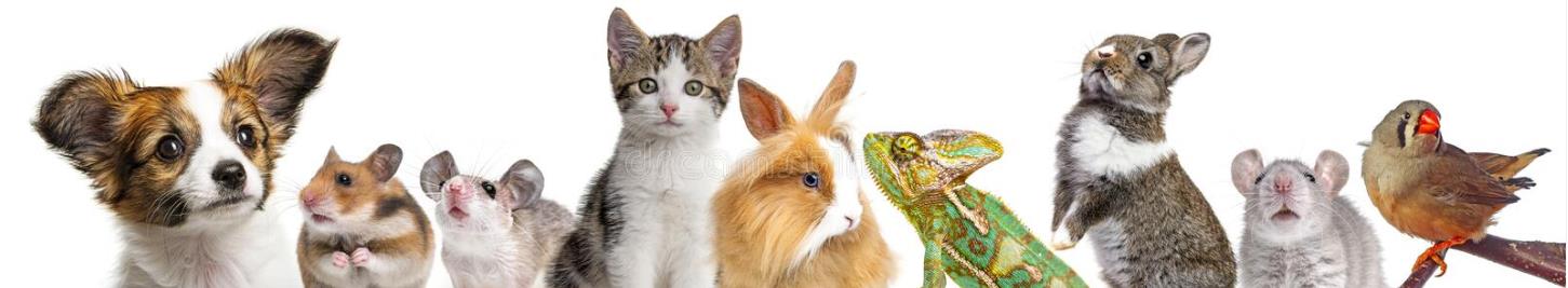 The Wisdom of Animals - Tree of Life Unitarian Universalist Congregation